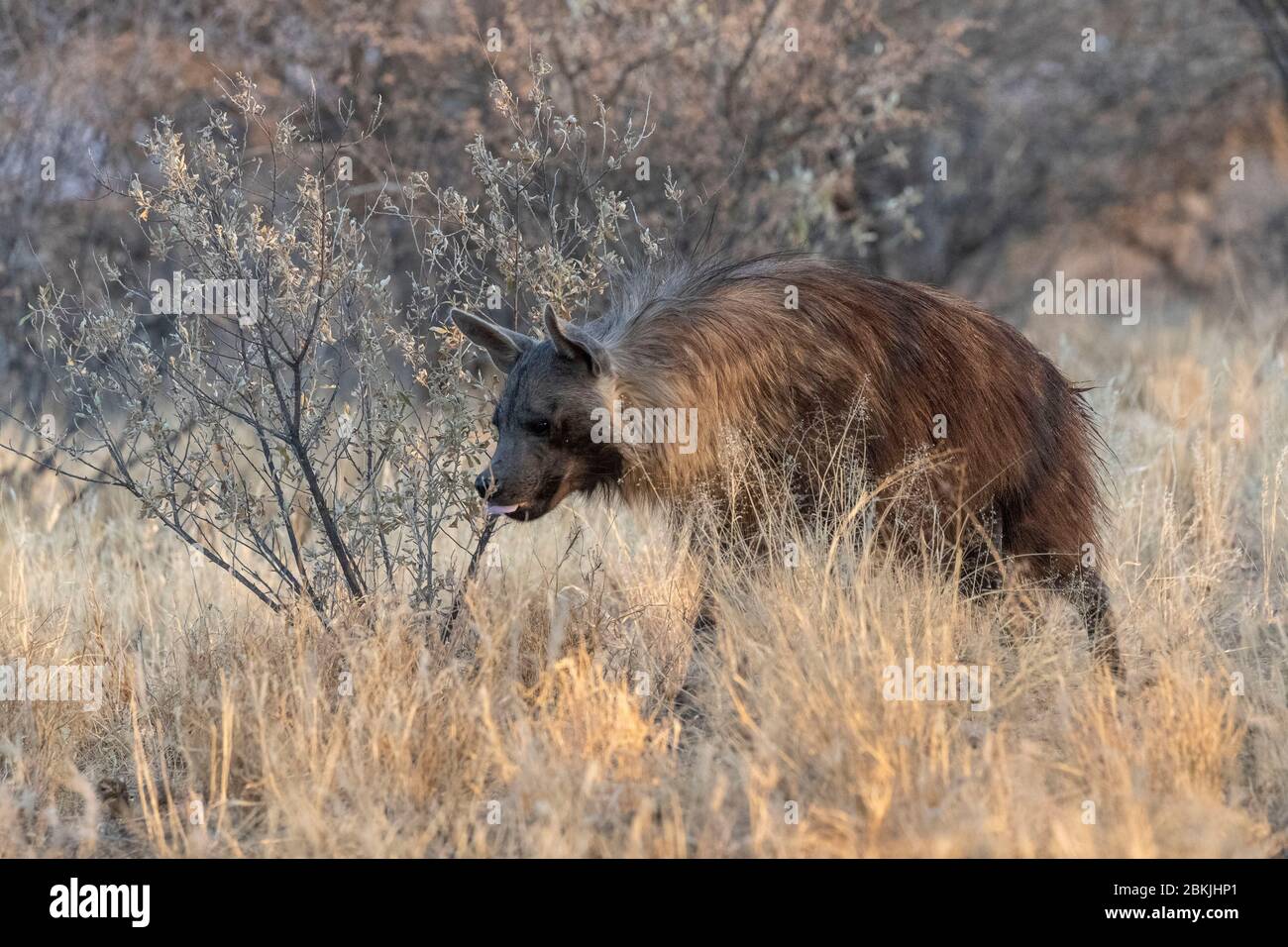 Namibia, Private reserve, Brown hyena or Strandwolf (Parahyaena brunnea ...