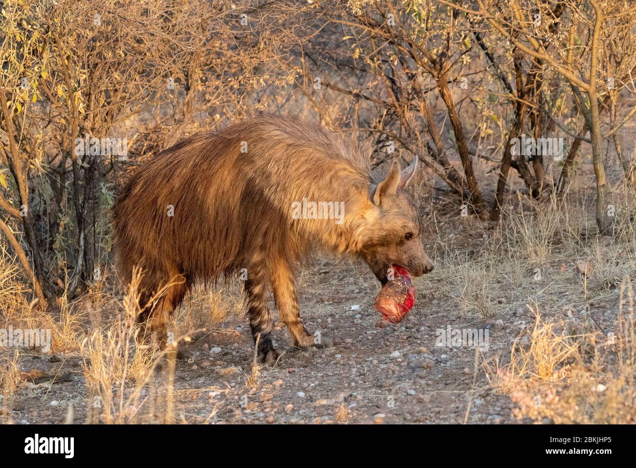 Namibia, Private reserve, Brown hyena or Strandwolf (Parahyaena brunnea ...