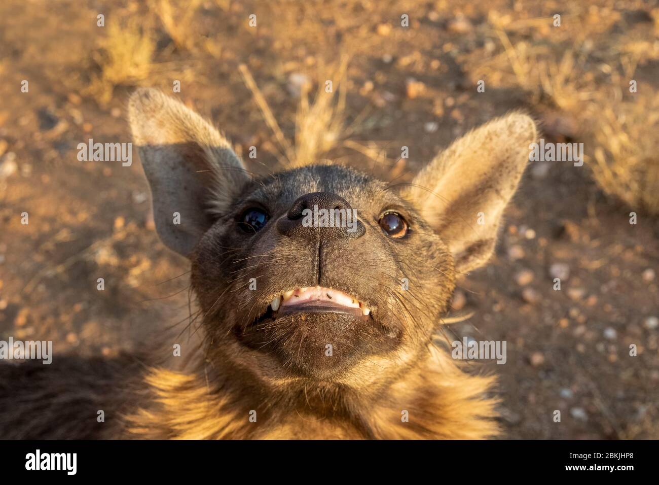 Captive hyena hi-res stock photography and images - Alamy