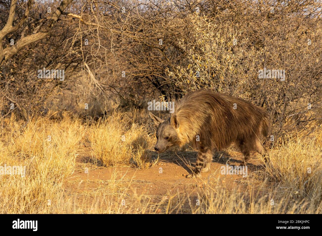 Namibia, Private reserve, Brown hyena or Strandwolf (Parahyaena brunnea ...