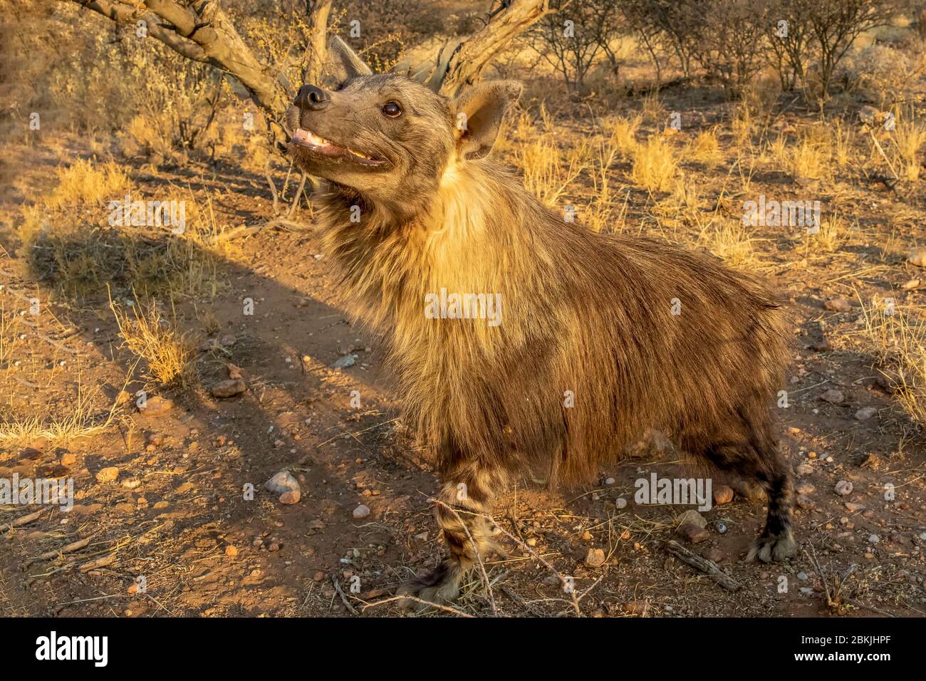 Namibia, Private reserve, Brown hyena or Strandwolf (Parahyaena brunnea ...