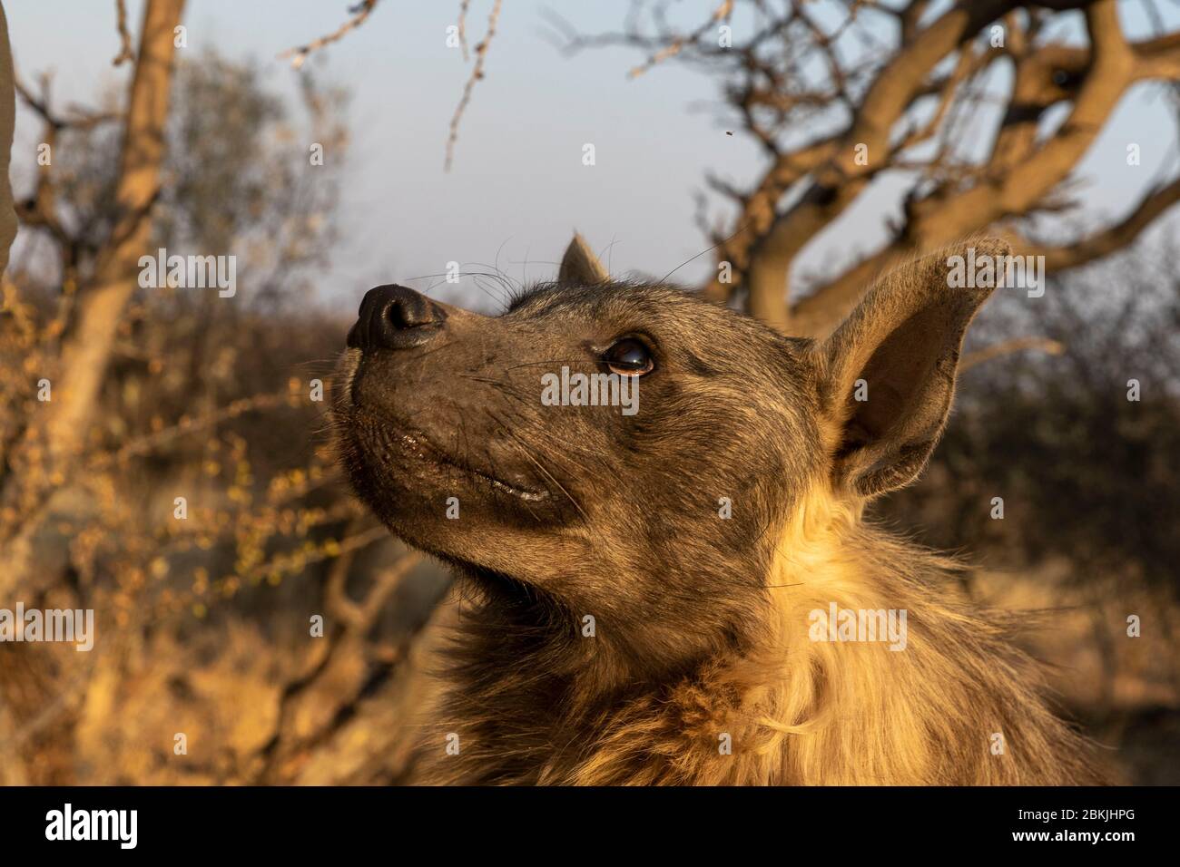 Namibia, Private reserve, Brown hyena or Strandwolf (Parahyaena brunnea ...