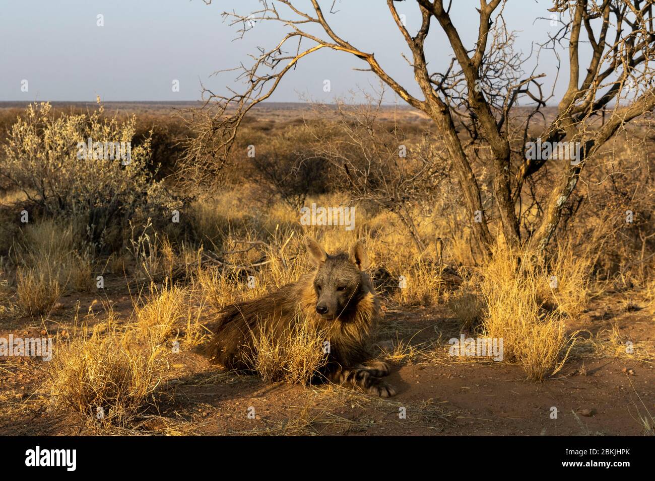 Namibia, Private reserve, Brown hyena or Strandwolf (Parahyaena brunnea ...