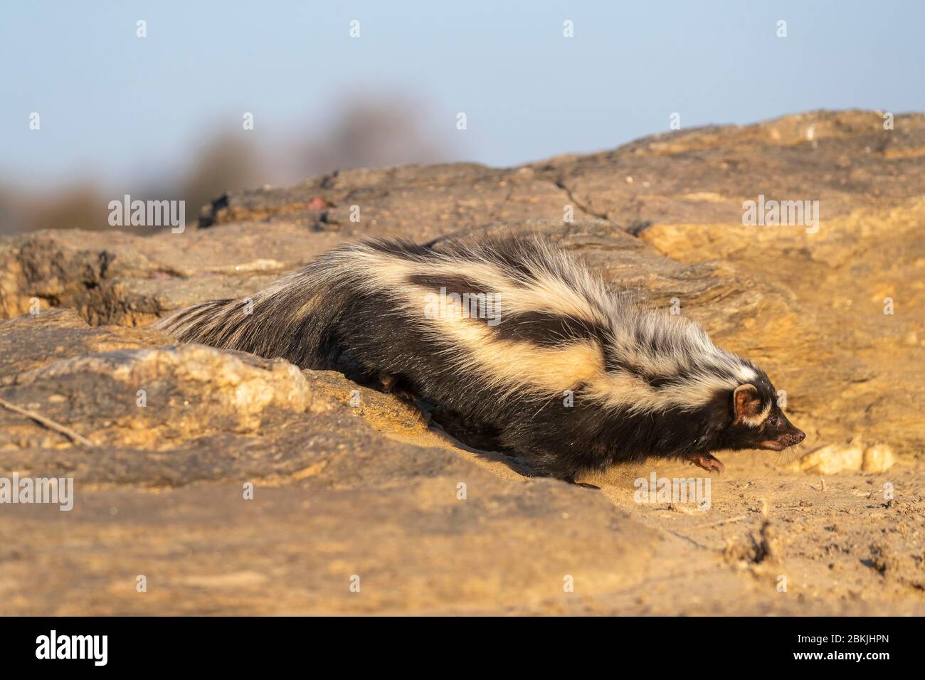 Namibia, Private reserve, Striped polecat or African Polecat (Ictonyx ...