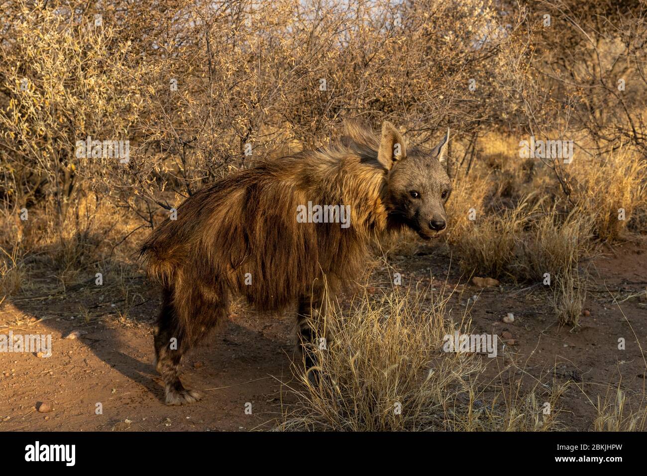 Namibia, Private reserve, Brown hyena or Strandwolf (Parahyaena brunnea ...