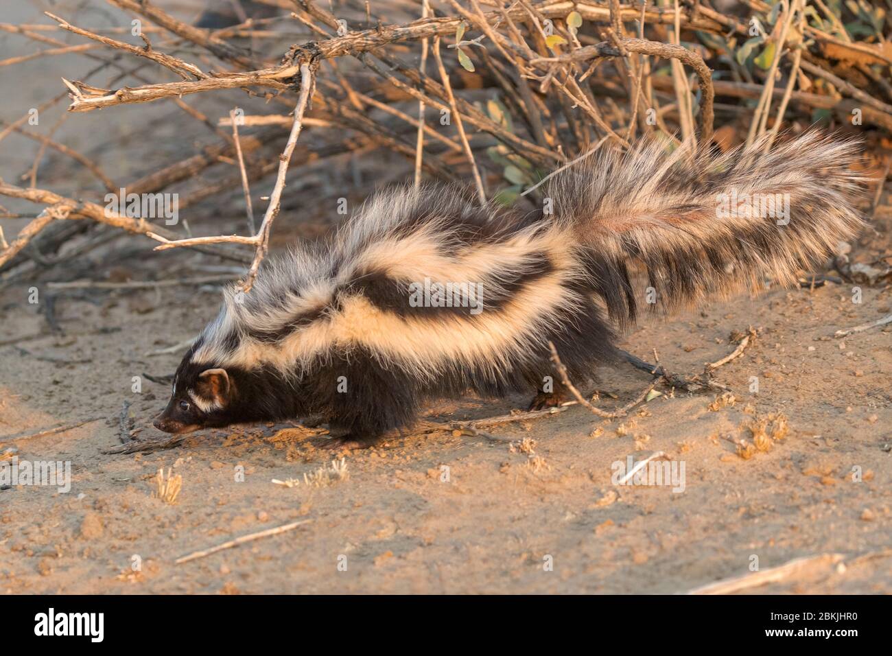 Namibia, Private reserve, Striped polecat or African Polecat (Ictonyx ...