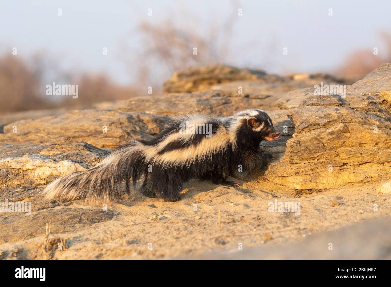 Namibia, Private reserve, Striped polecat or African Polecat (Ictonyx ...