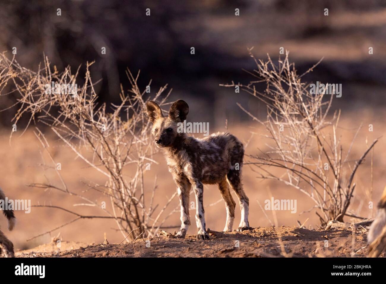 Namibia, Private reserve, African wild dog or African hunting dog or ...