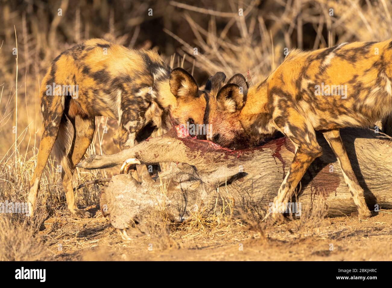African wild dog eating hi-res stock photography and images - Alamy