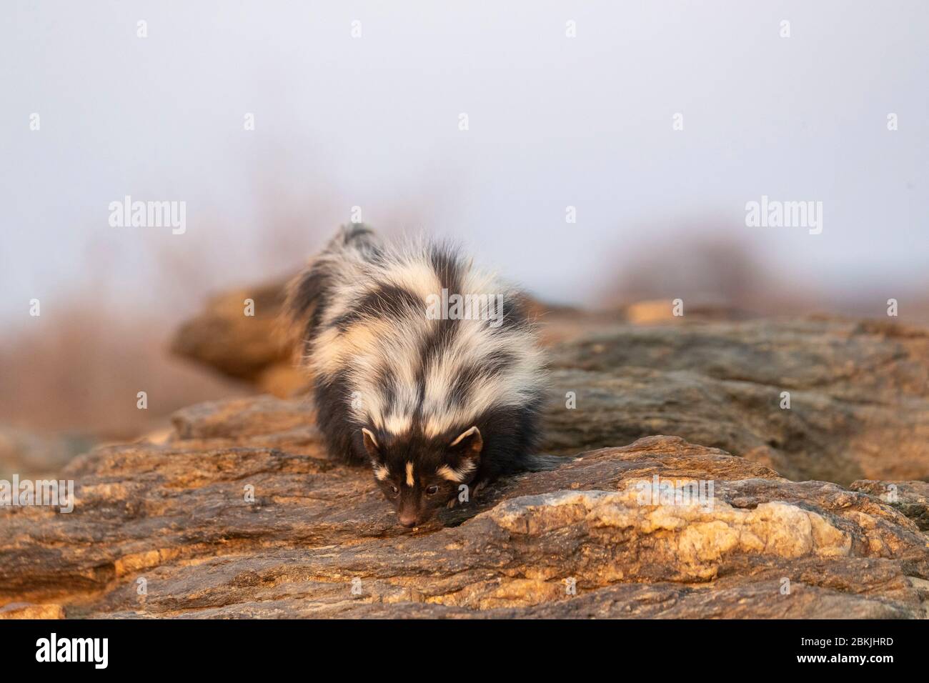 Striped polecat ictonyx striatus hi-res stock photography and images ...