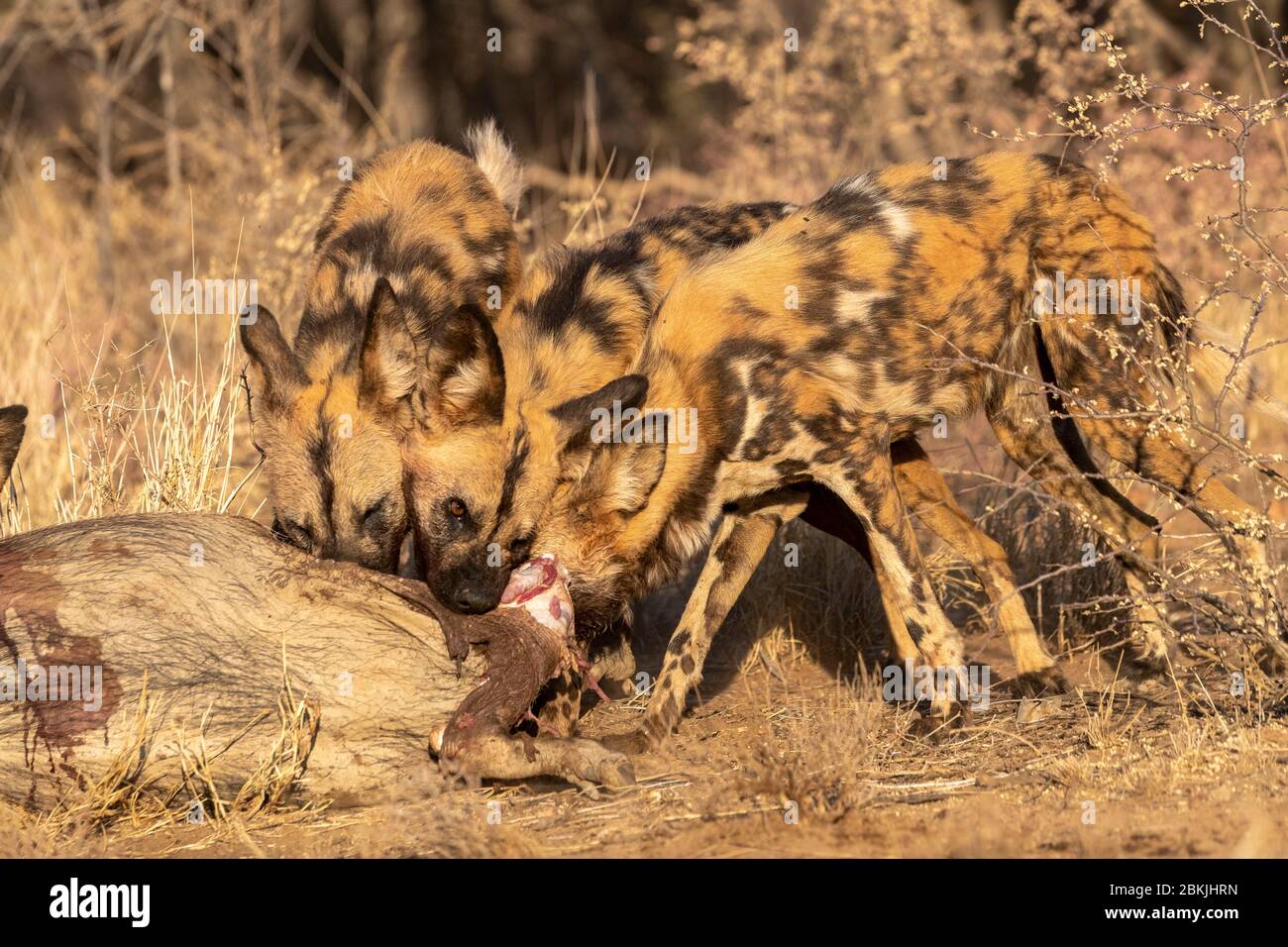 African wild dog eating hi-res stock photography and images - Alamy