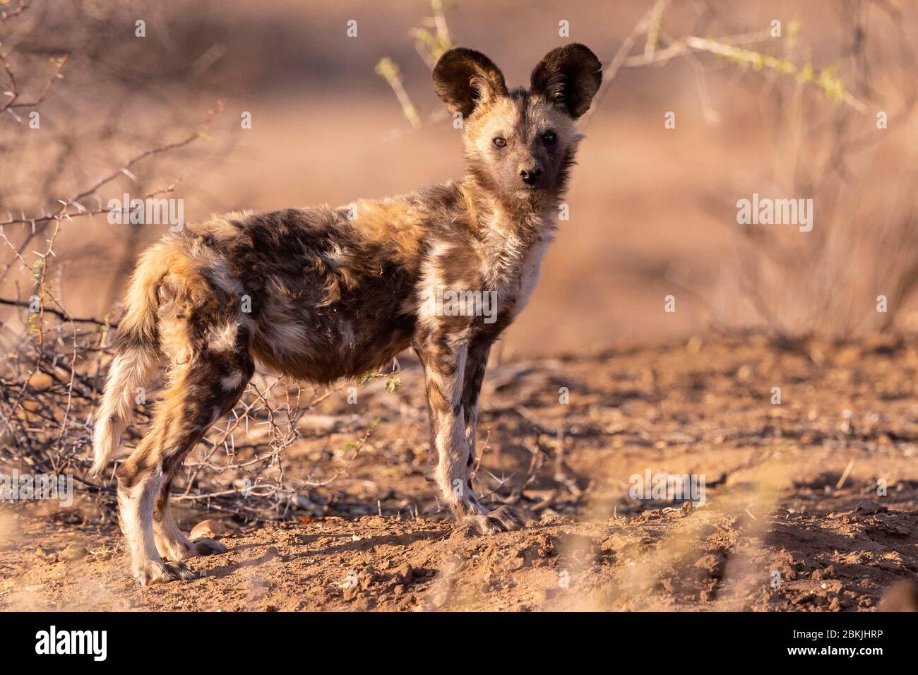 Namibia, Private reserve, African wild dog or African hunting dog or ...