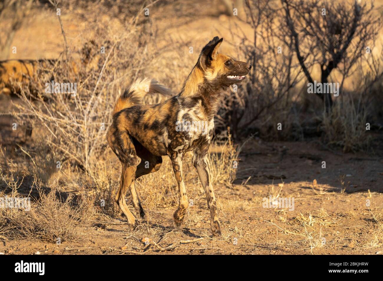 Namibia, Private reserve, African wild dog or African hunting dog or ...