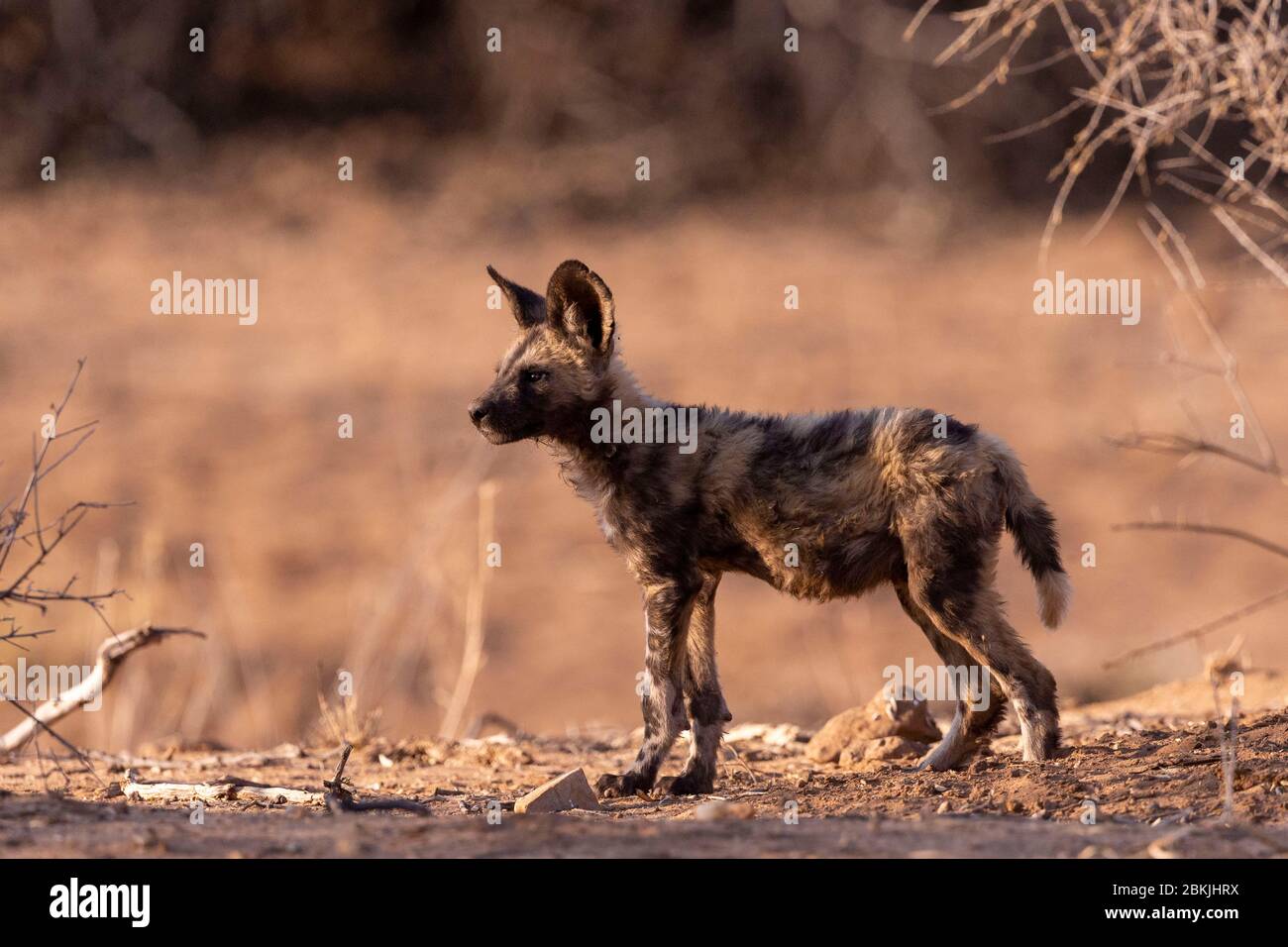 Namibia, Private reserve, African wild dog or African hunting dog or ...