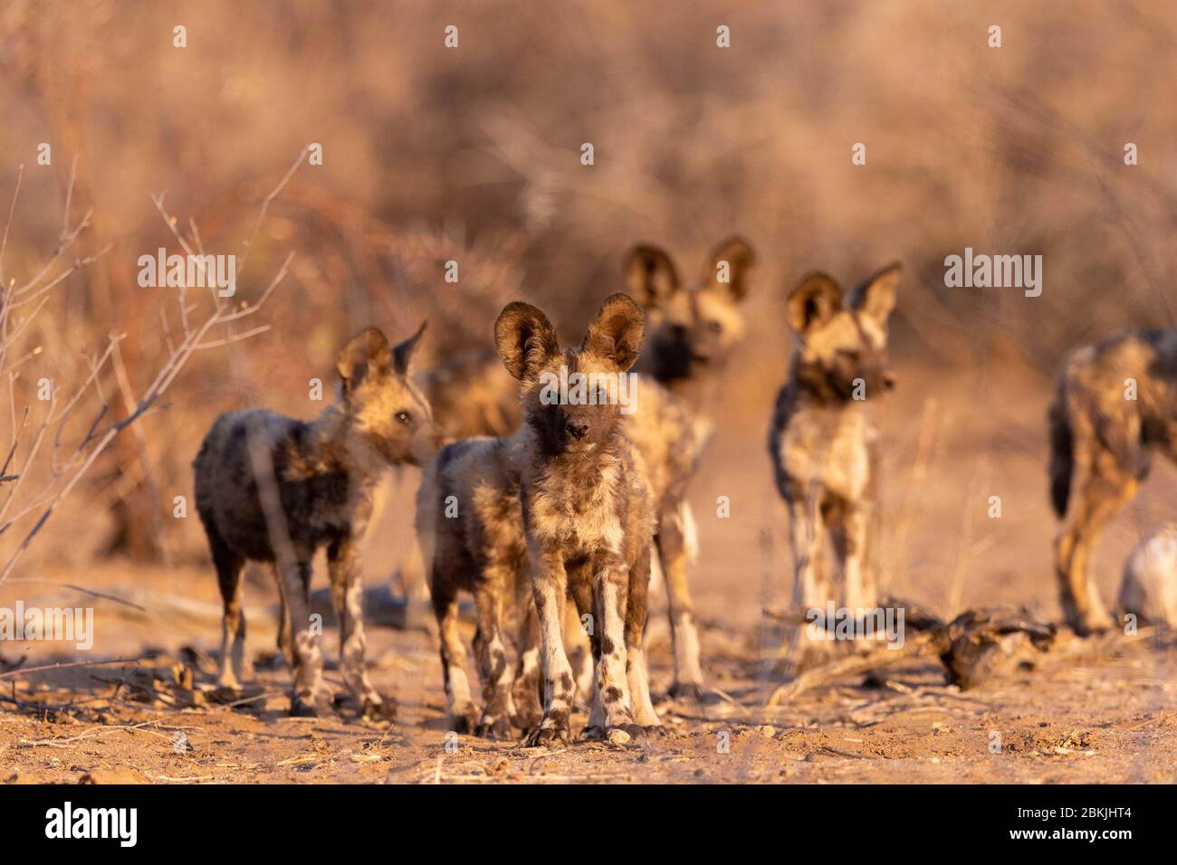 Namibia, Private reserve, African wild dog or African hunting dog or ...