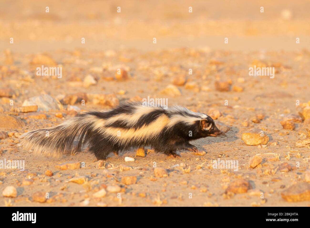Namibia, Private reserve, Striped polecat or African Polecat (Ictonyx ...