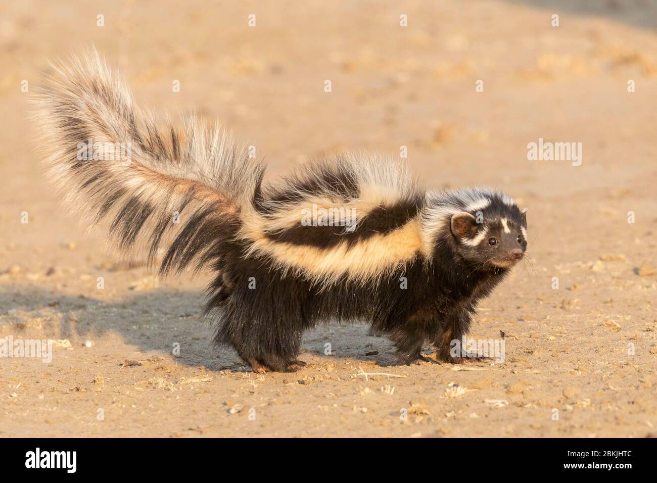 Namibia, Private reserve, Striped polecat or African Polecat (Ictonyx ...
