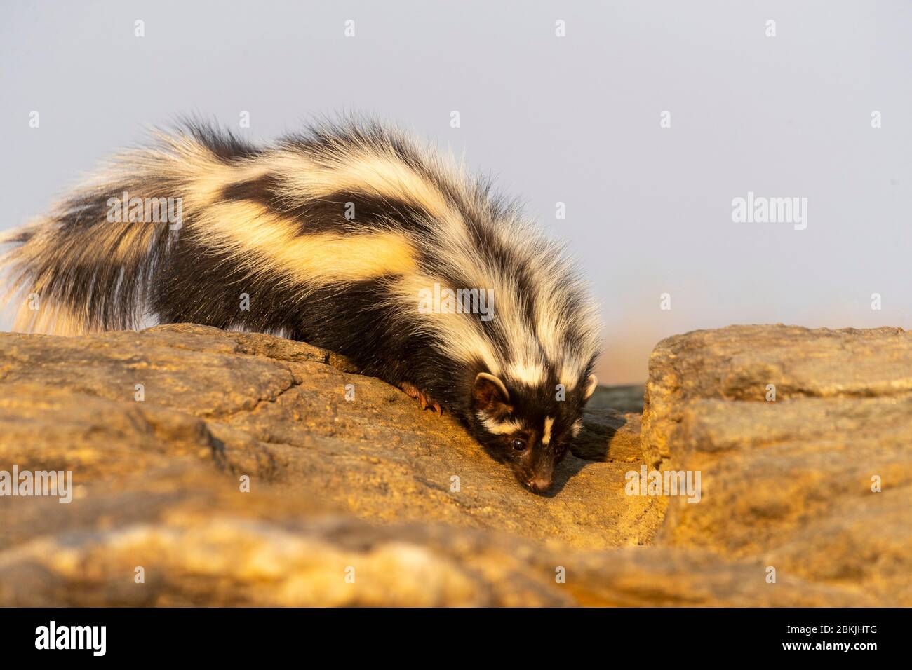 Striped polecat ictonyx striatus hi-res stock photography and images ...