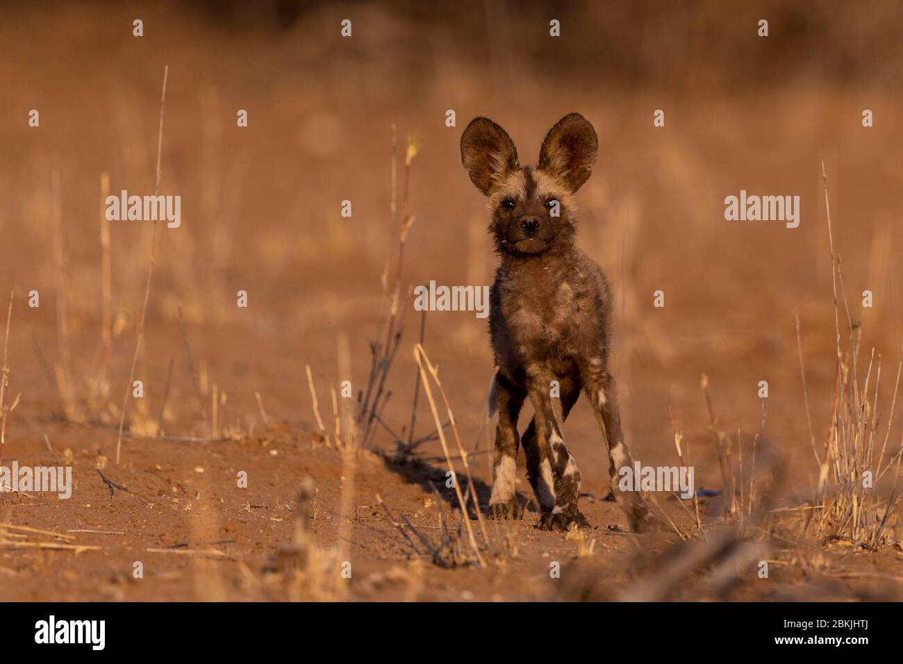 Namibia, Private reserve, African wild dog or African hunting dog or ...