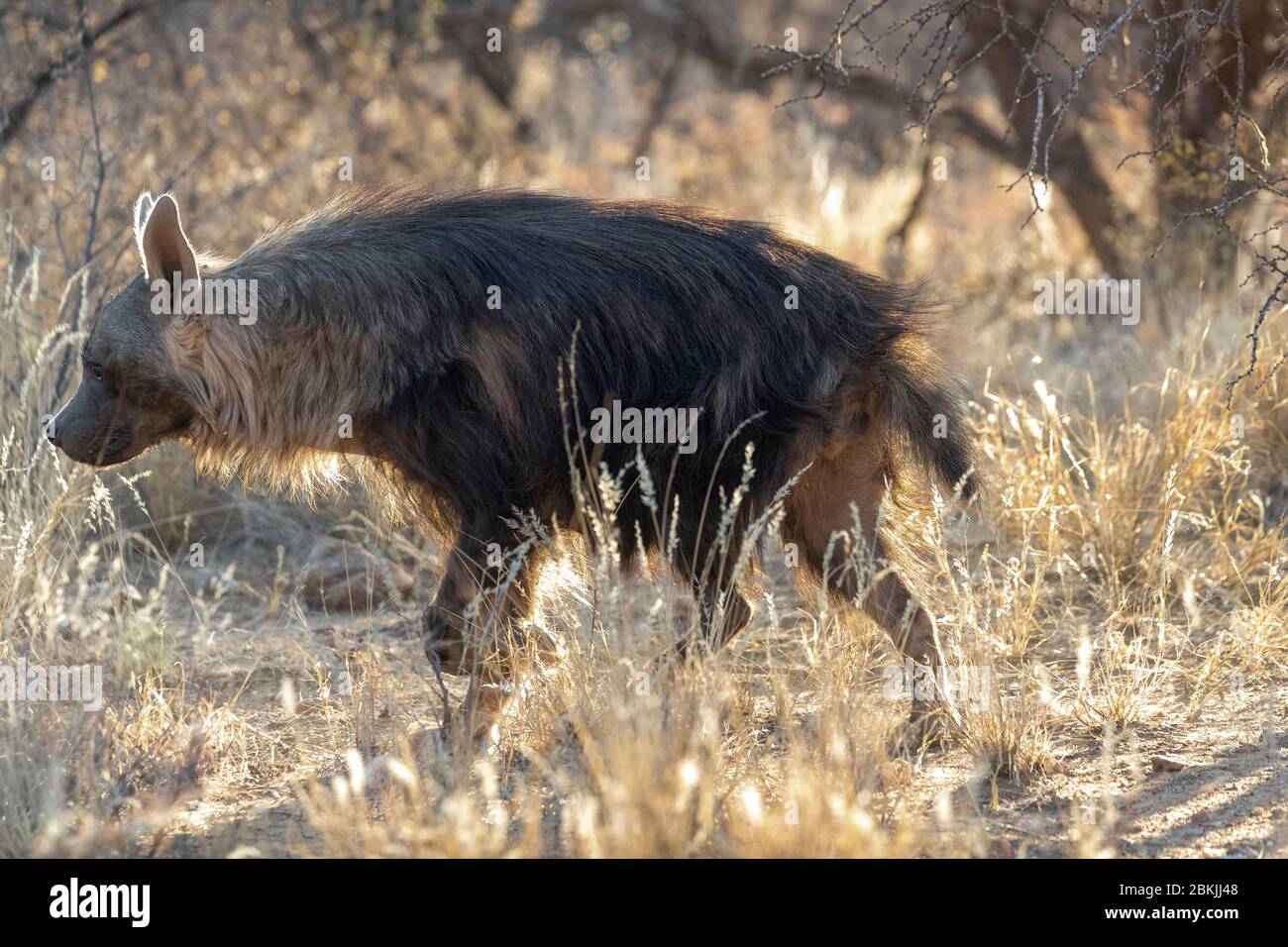 Namibia, Private reserve, Brown hyena or Strandwolf (Parahyaena brunnea ...