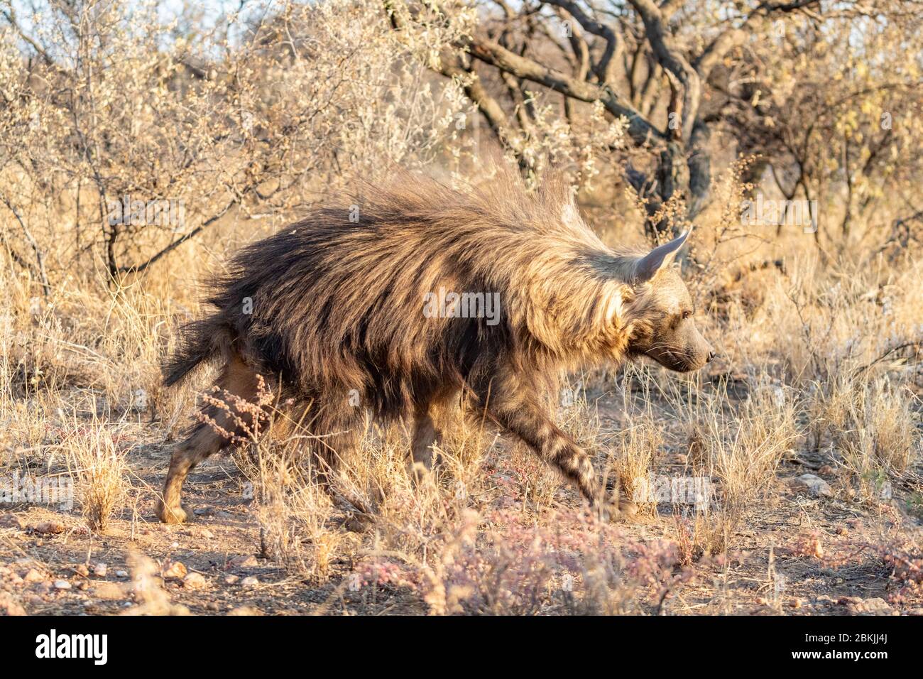 Namibia, Private reserve, Brown hyena or Strandwolf (Parahyaena brunnea ...
