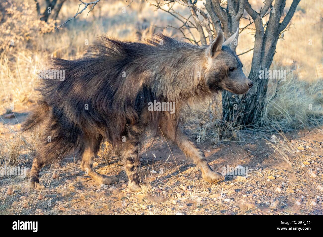 Namibia, Private reserve, Brown hyena or Strandwolf (Parahyaena brunnea ...