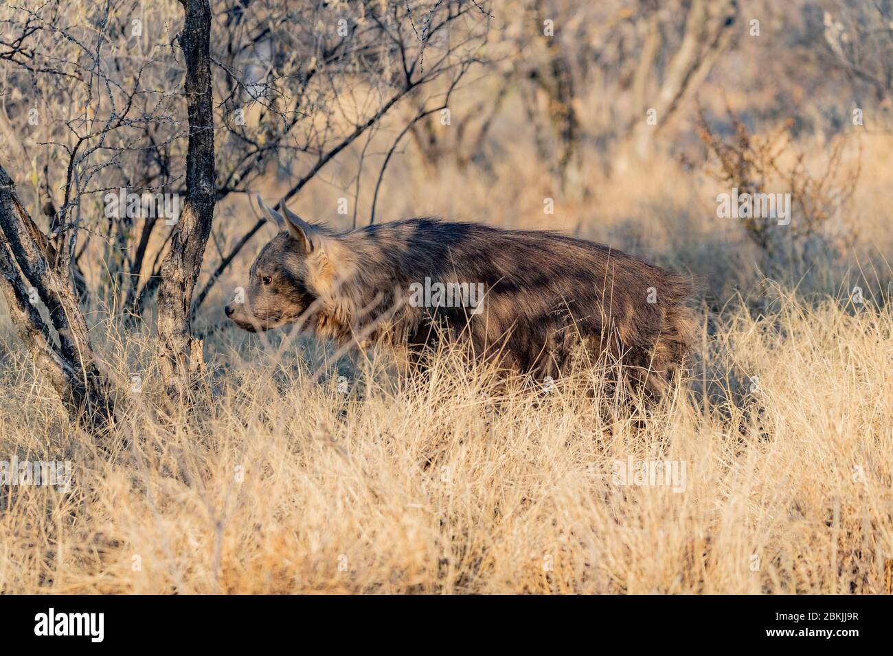 Namibia, Private reserve, Brown hyena or Strandwolf (Parahyaena brunnea ...