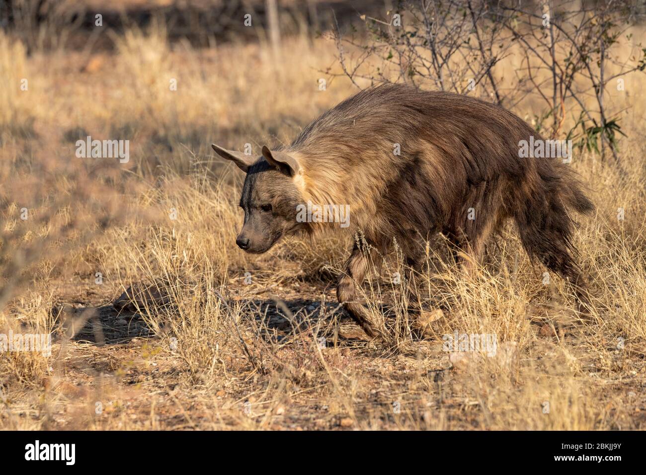 Namibia, Private reserve, Brown hyena or Strandwolf (Parahyaena brunnea ...