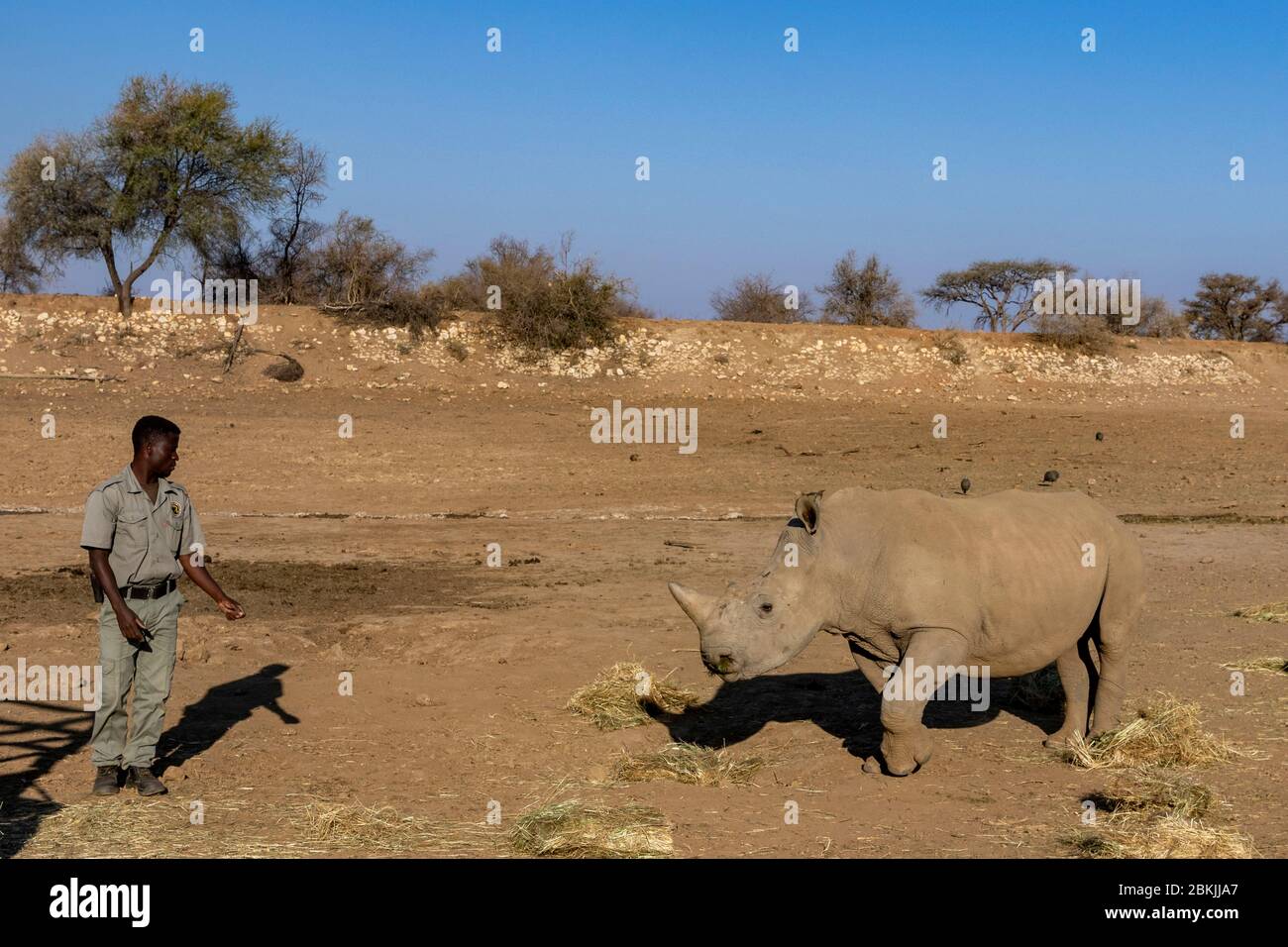 Namibia, Private reserve, White rhinoceros or square-lipped rhinoceros ...
