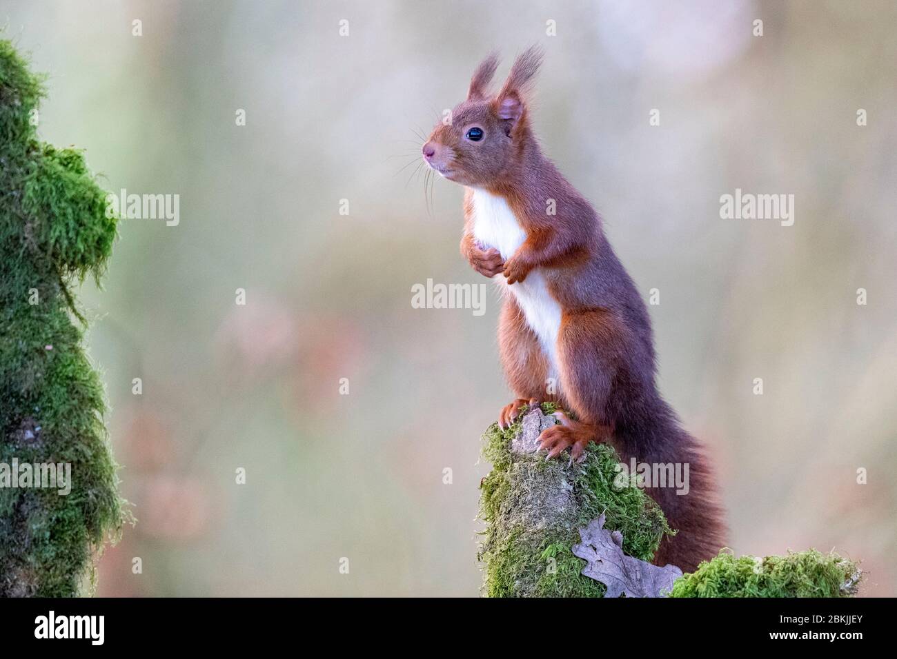 Red Squirrel Of France High Resolution Stock Photography and Images - Alamy