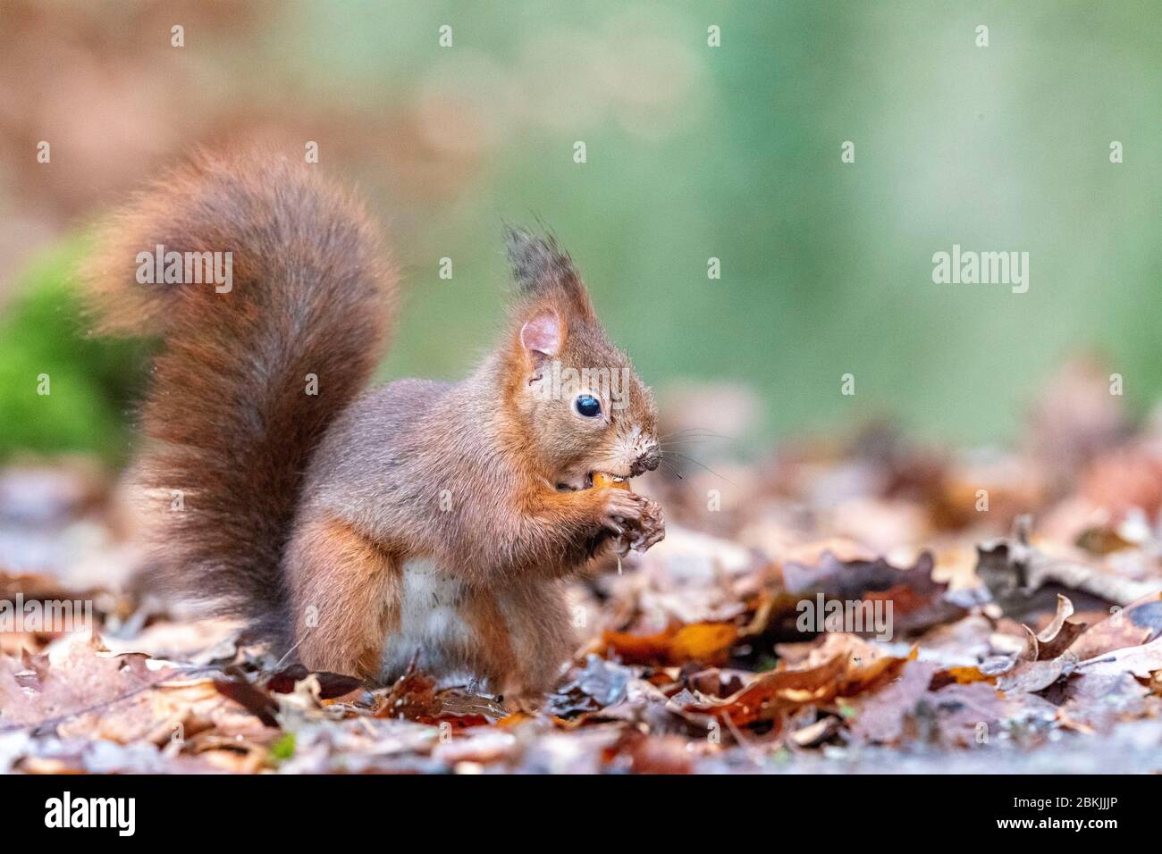 France, Sarthe , Rouesse Vasse, grove, Red squirrel (Sciurus vulgaris ...