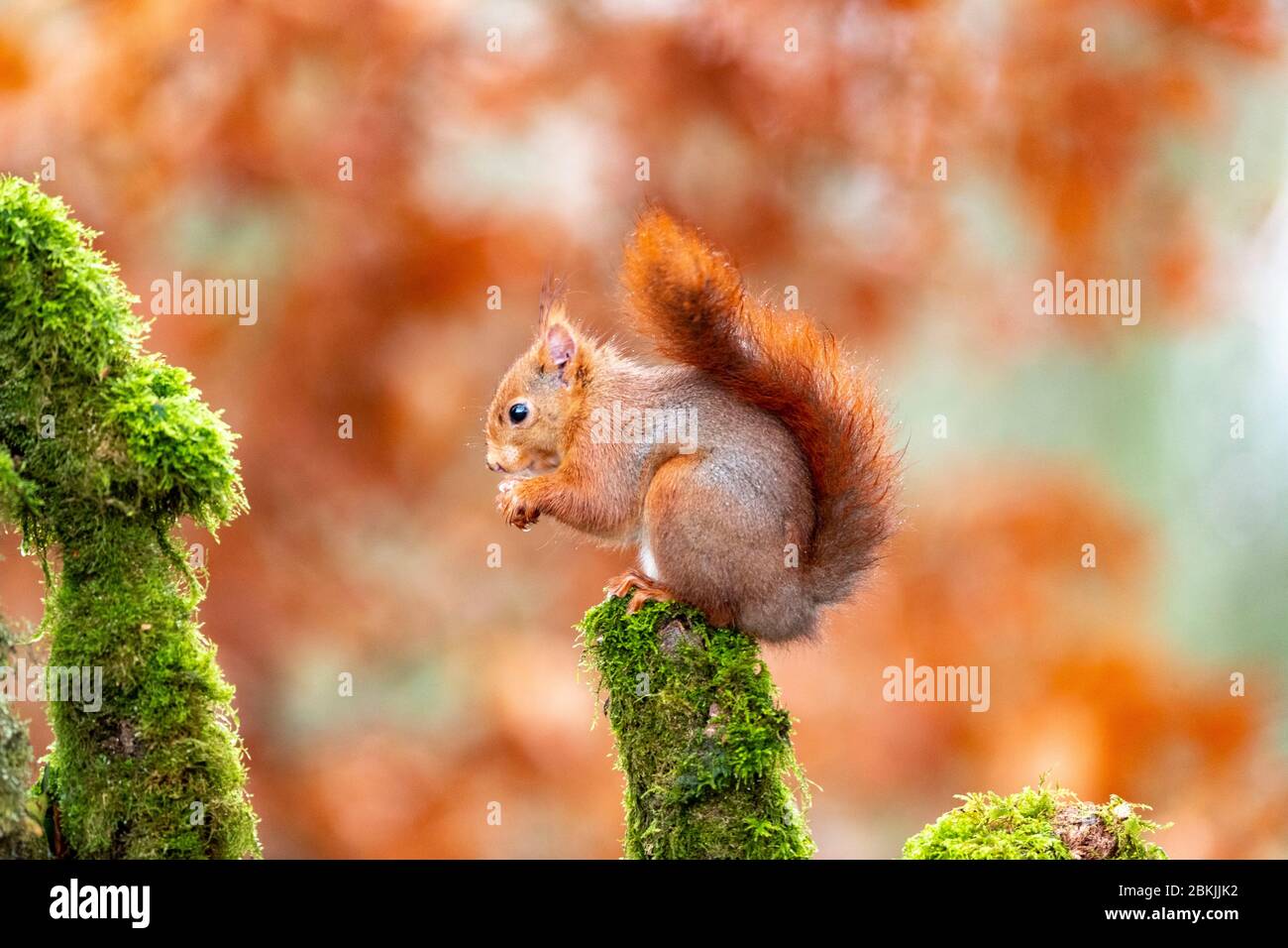 France, Sarthe , Rouesse Vasse, grove, Red squirrel (Sciurus vulgaris ...
