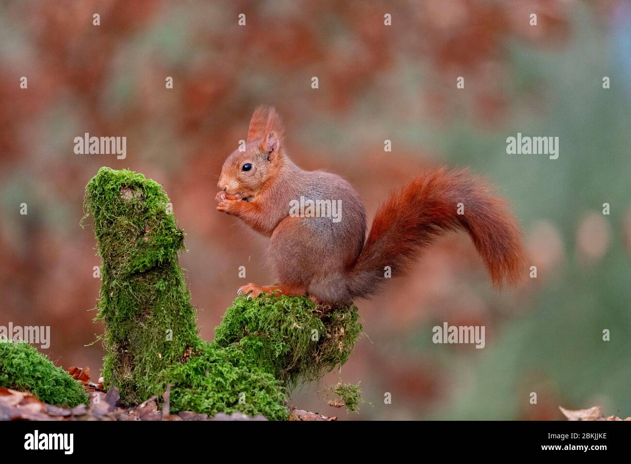 France, Sarthe , Rouesse Vasse, grove, Red squirrel (Sciurus vulgaris ...
