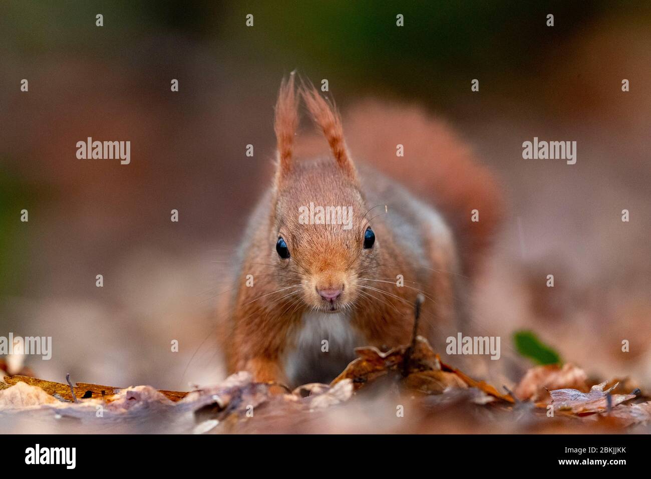 France, Sarthe , Rouesse Vasse, grove, Red squirrel (Sciurus vulgaris ...