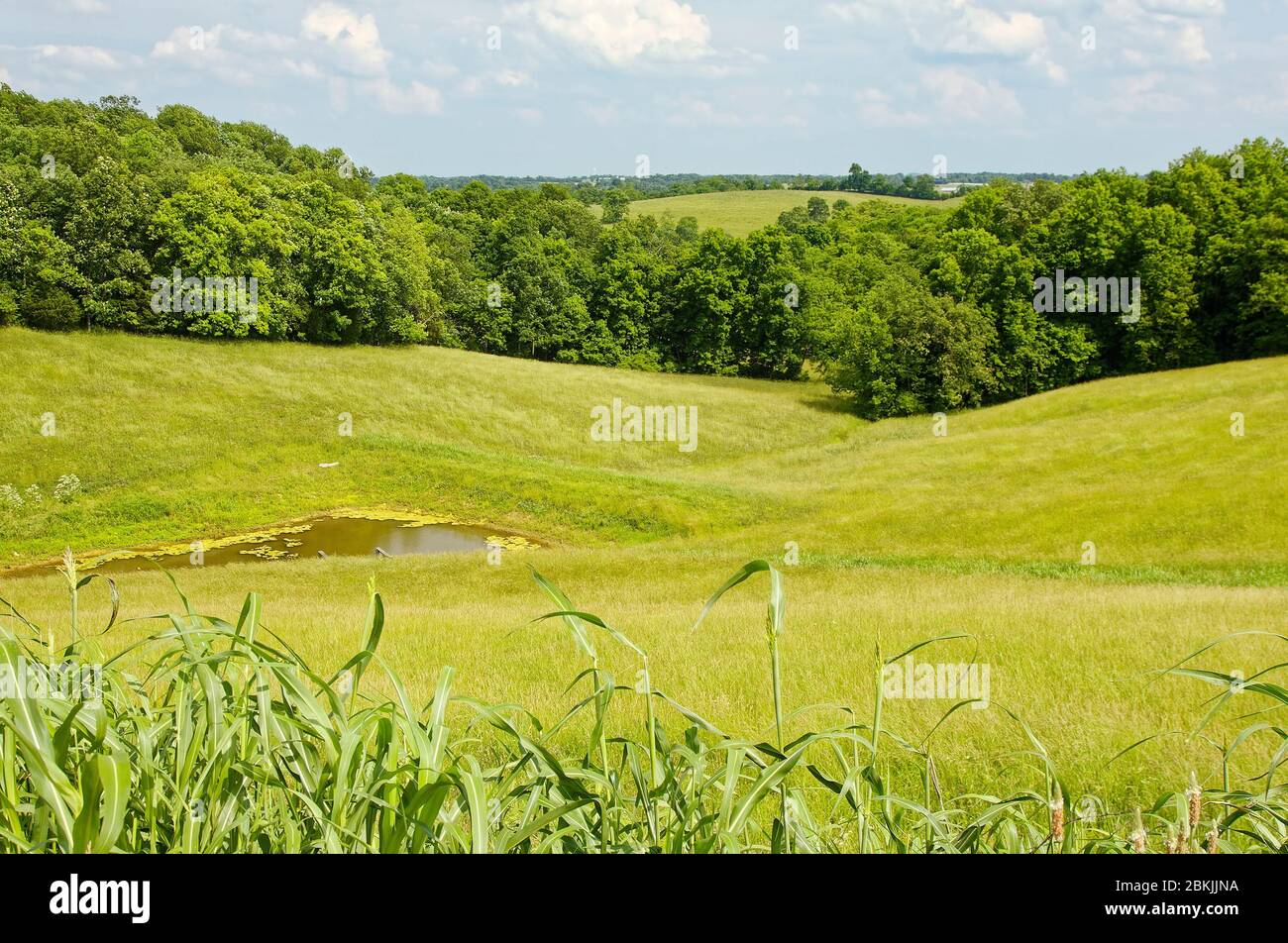 landscape, rural scene, rolling hills, green grass, trees, peaceful ...