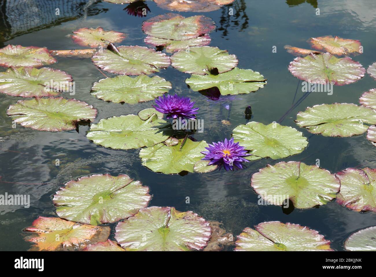 Purple Water Lilies Nymphaea High Resolution Stock Photography and ...