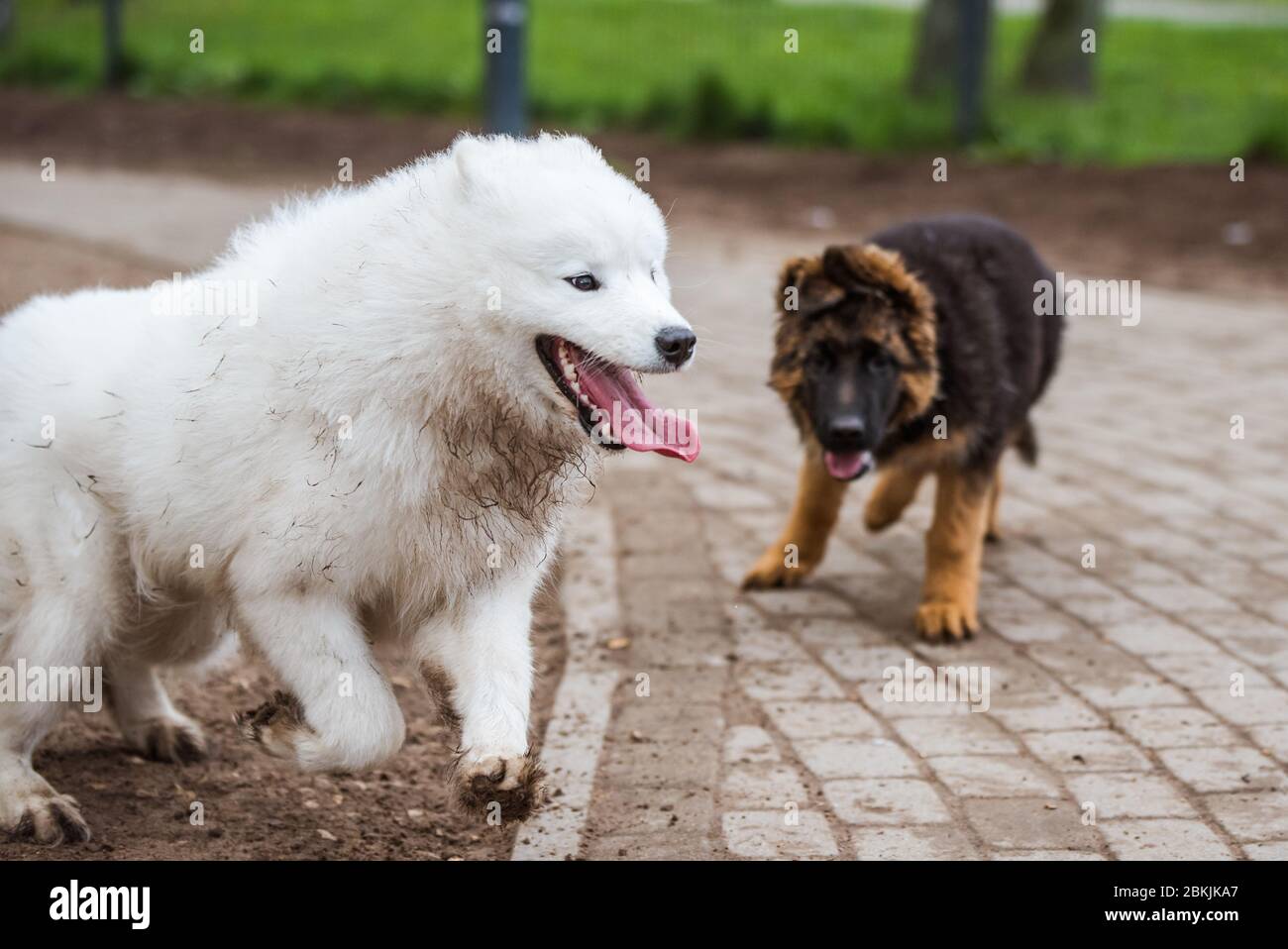 Samoyed dog and German Shepherd in motion play in the park Stock Photo ...