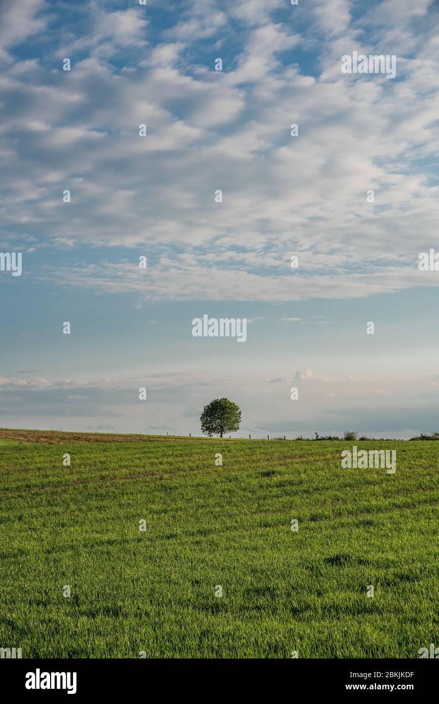 Single small tree hi-res stock photography and images - Alamy