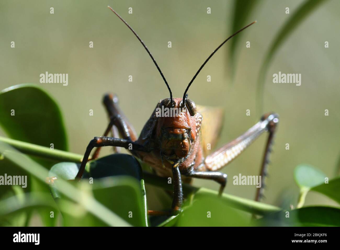 Giant red winged grasshopper tropidacris cristata hi-res stock ...