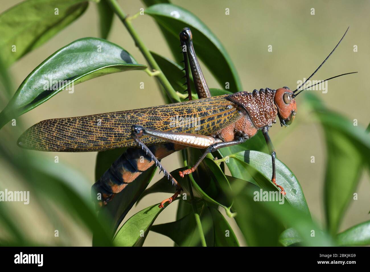 Giant red winged grasshopper tropidacris cristata hi-res stock ...