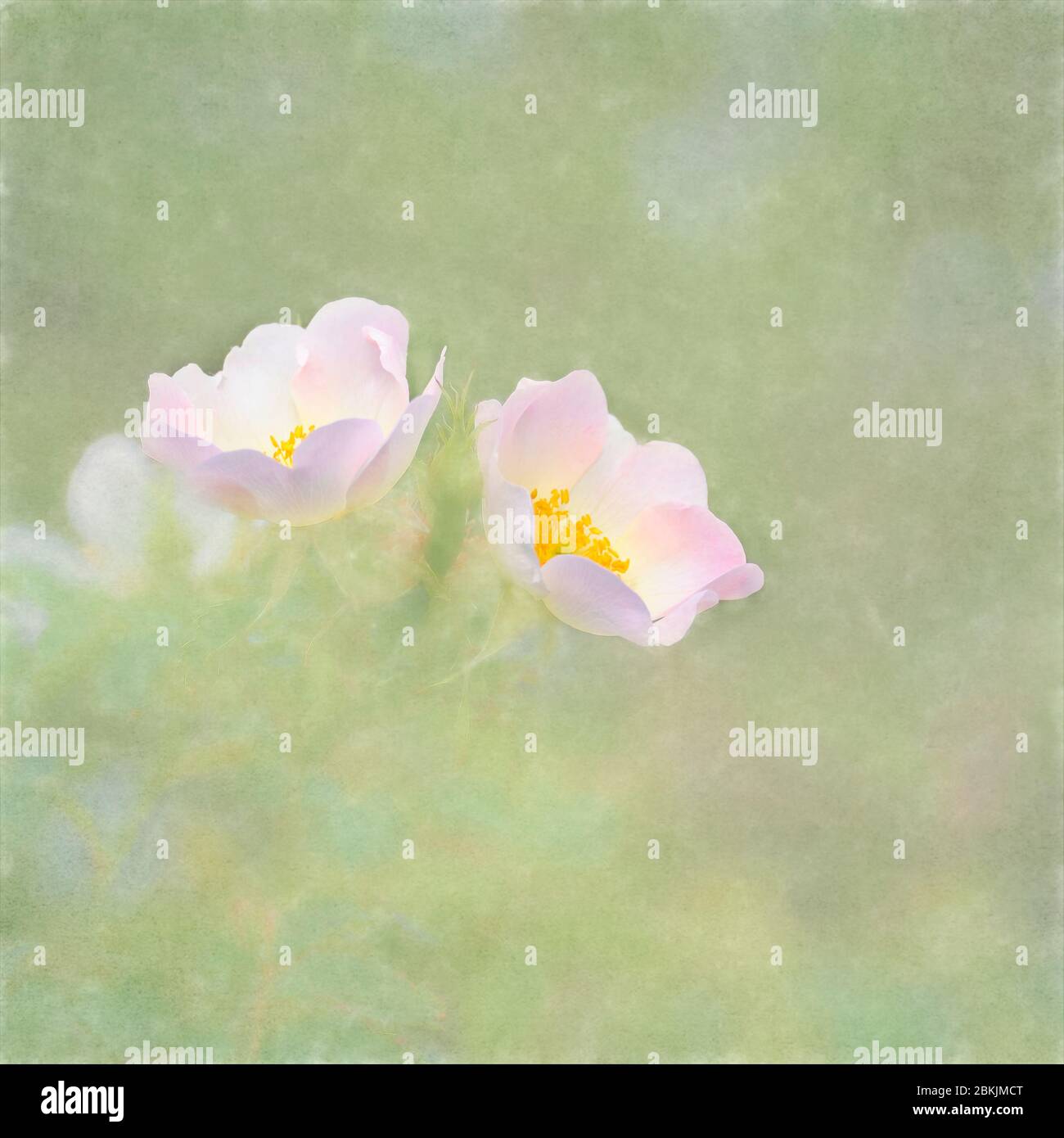 White dog rose (Rosa cania) photographed on an overcast day on the ...