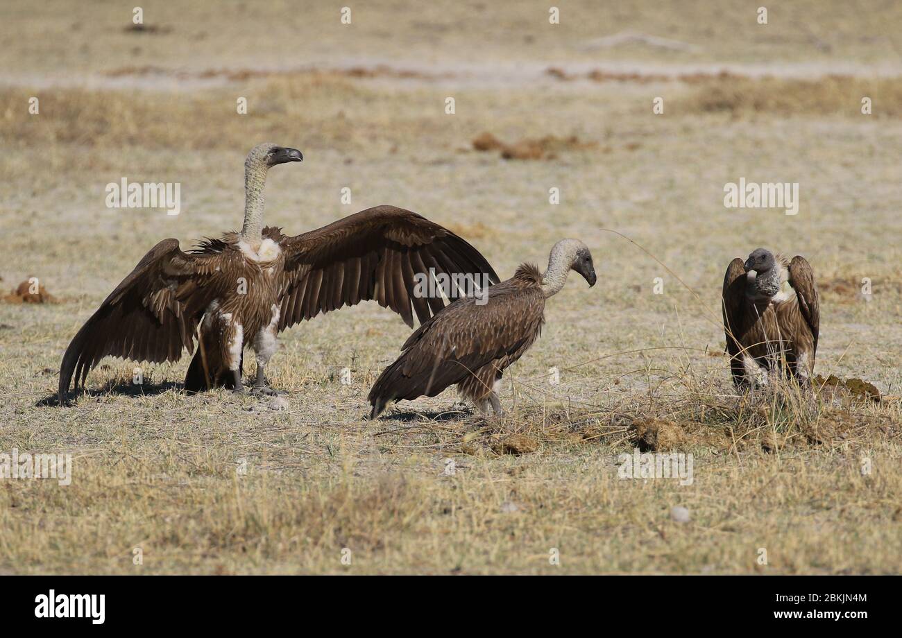 Vultures feeding in Botswana Stock Photo - Alamy