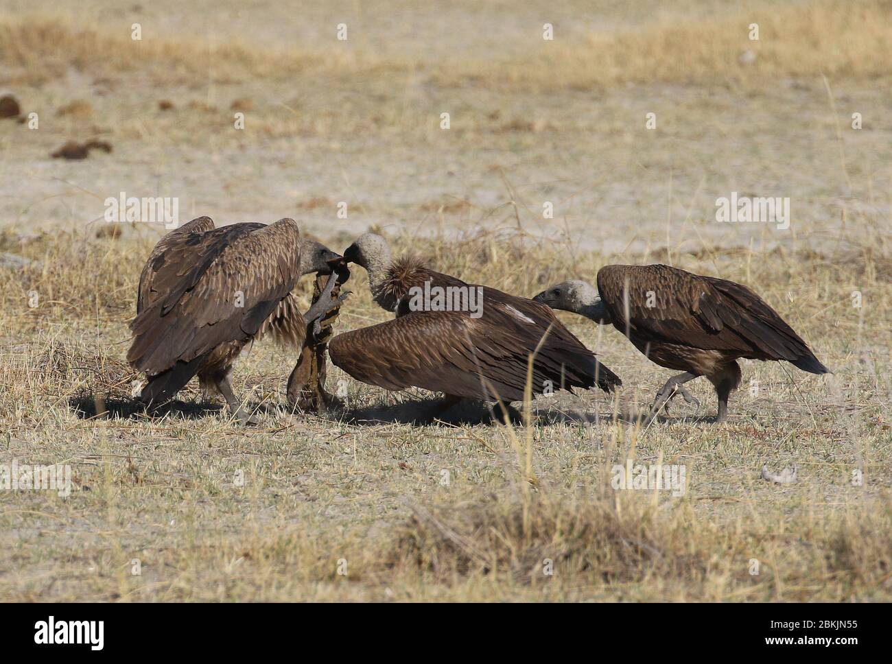 Vultures feeding in Botswana Stock Photo - Alamy