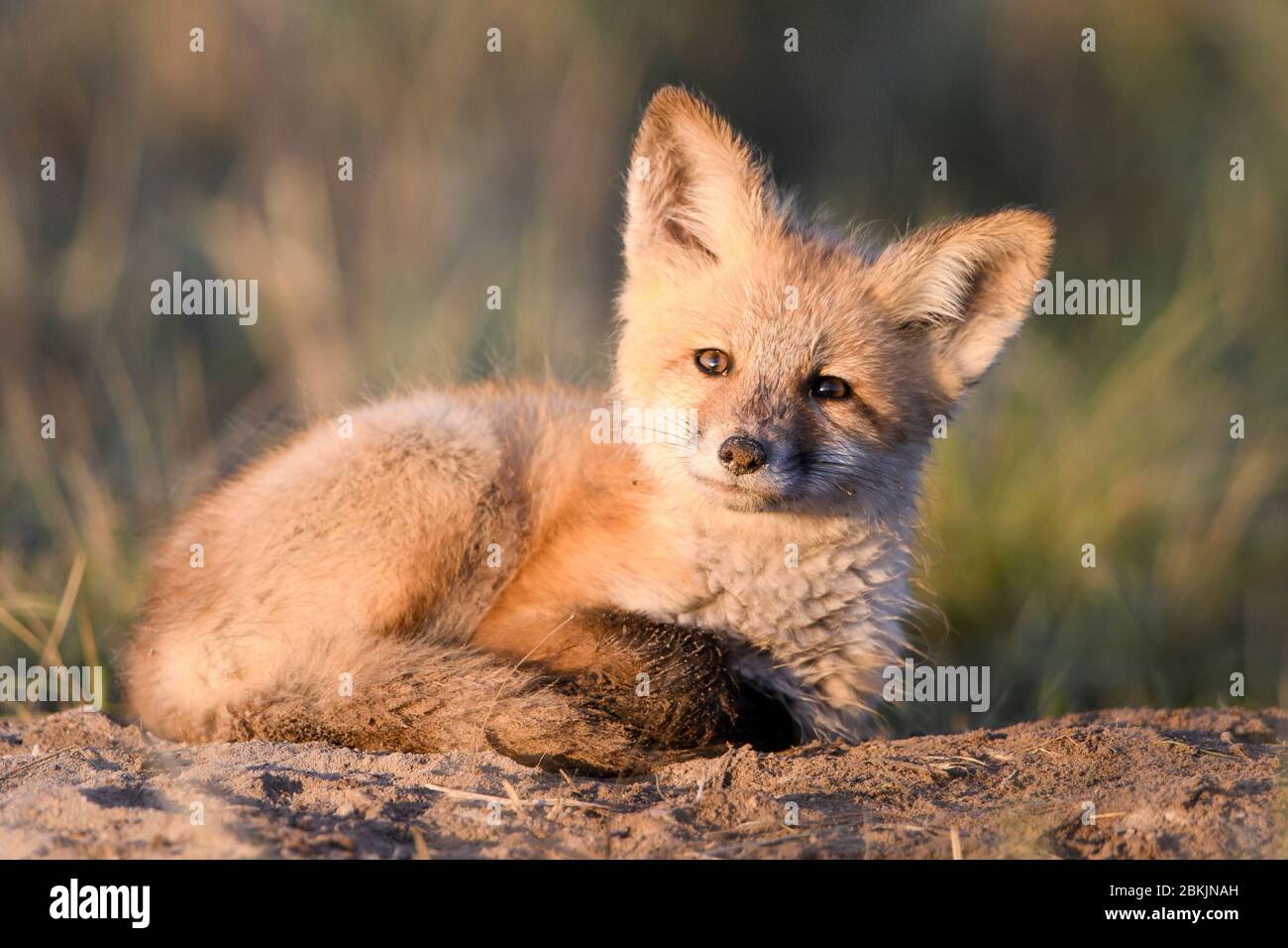 Curled up fox hi-res stock photography and images - Alamy