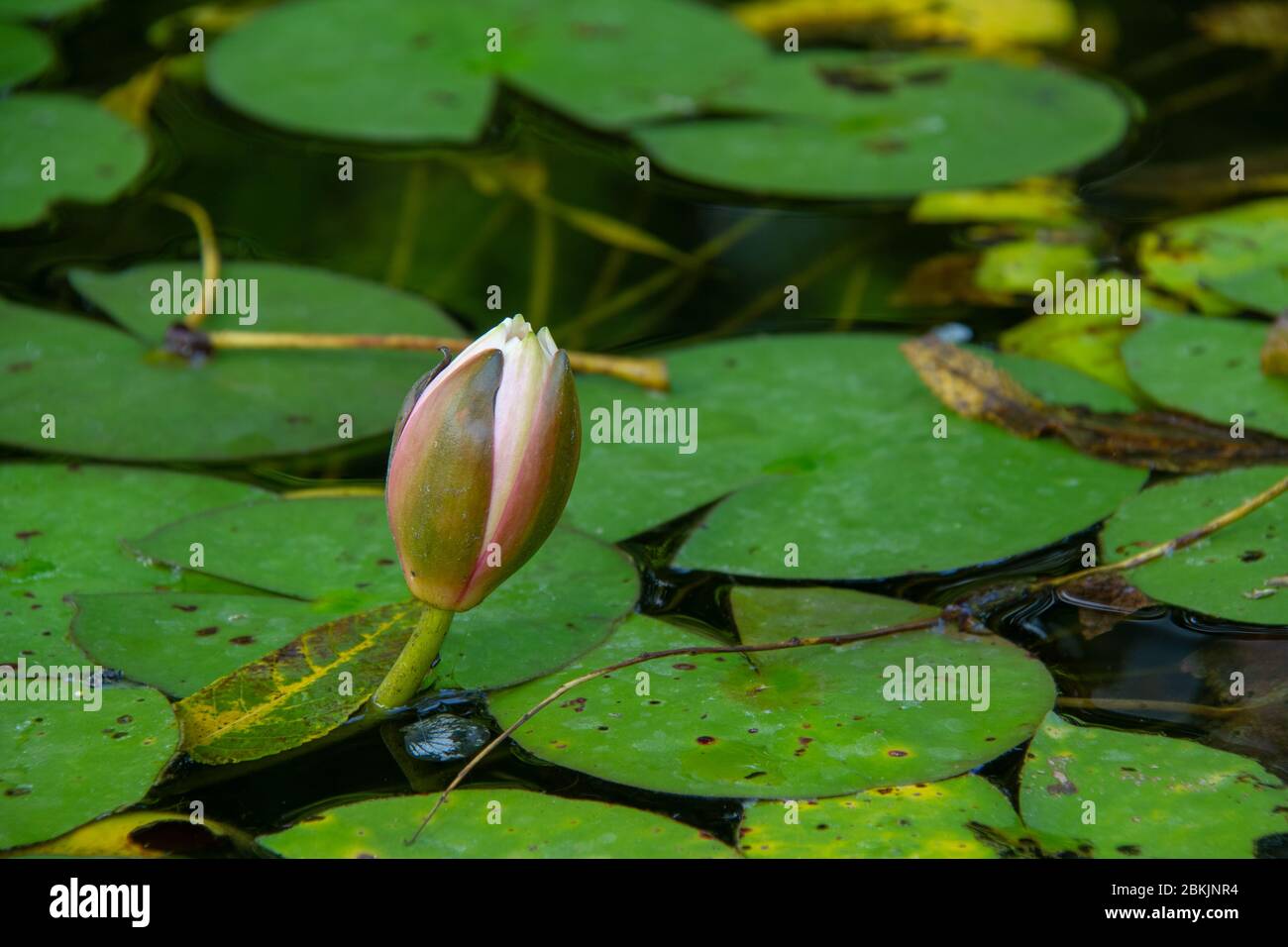 Lotus before it blooms hi-res stock photography and images - Alamy