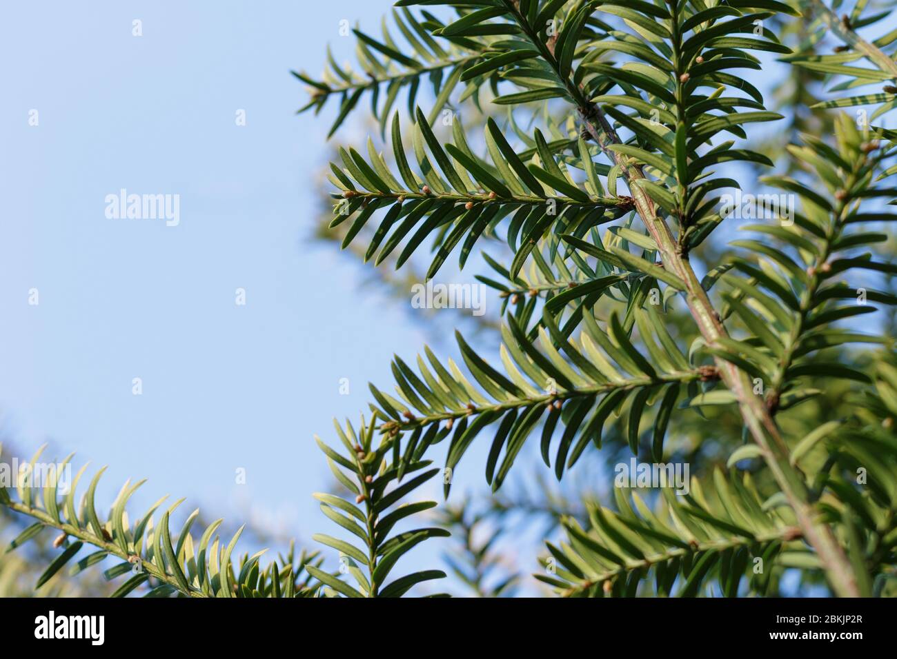 Yew branches hi-res stock photography and images - Alamy