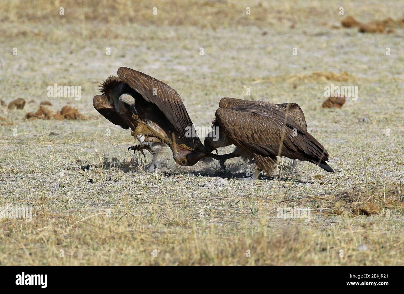 Vultures feeding in Botswana Stock Photo - Alamy