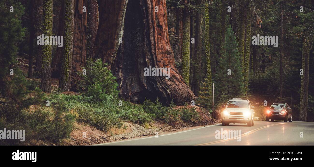 Travelers Sightseeing Giant Sequoias In National Park Stock Photo - Alamy