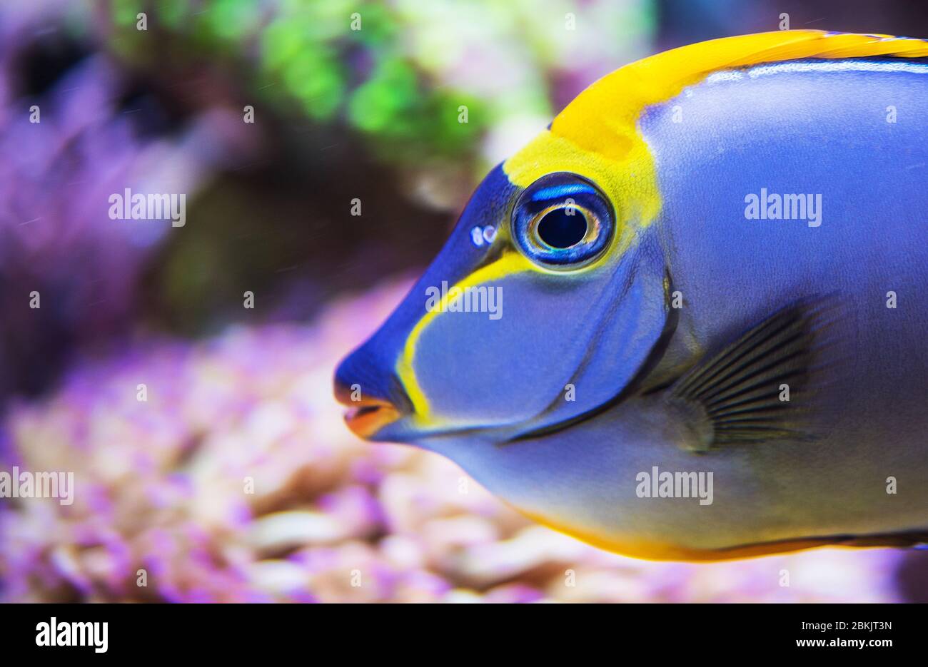 Close Up Of Tropical Yellow And Blue Fish Swimming In Ocean Near Coral ...
