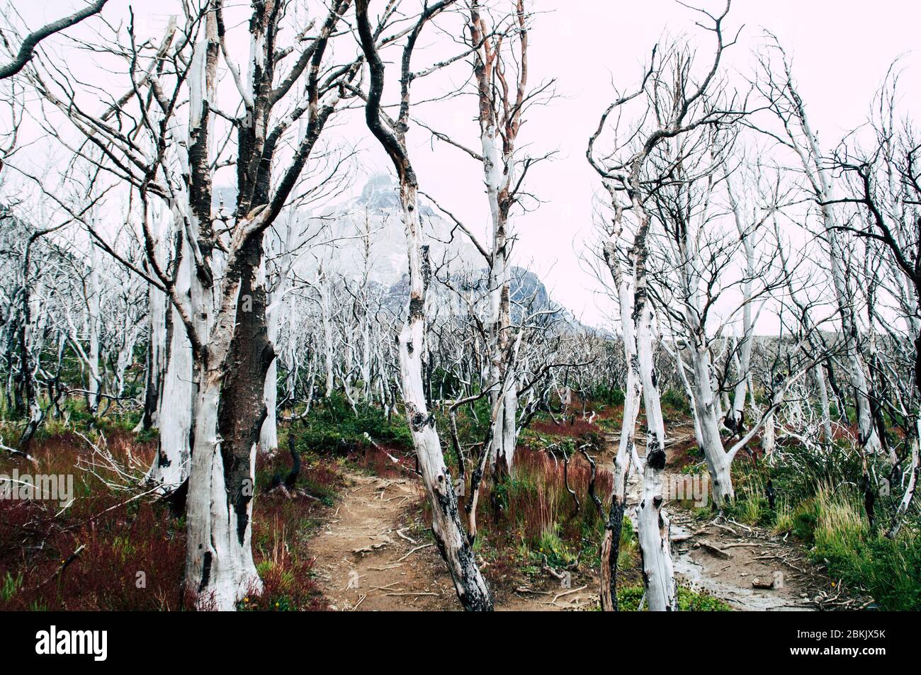 Forest of partly dead white trees in Patagonia, Chile Stock Photo - Alamy